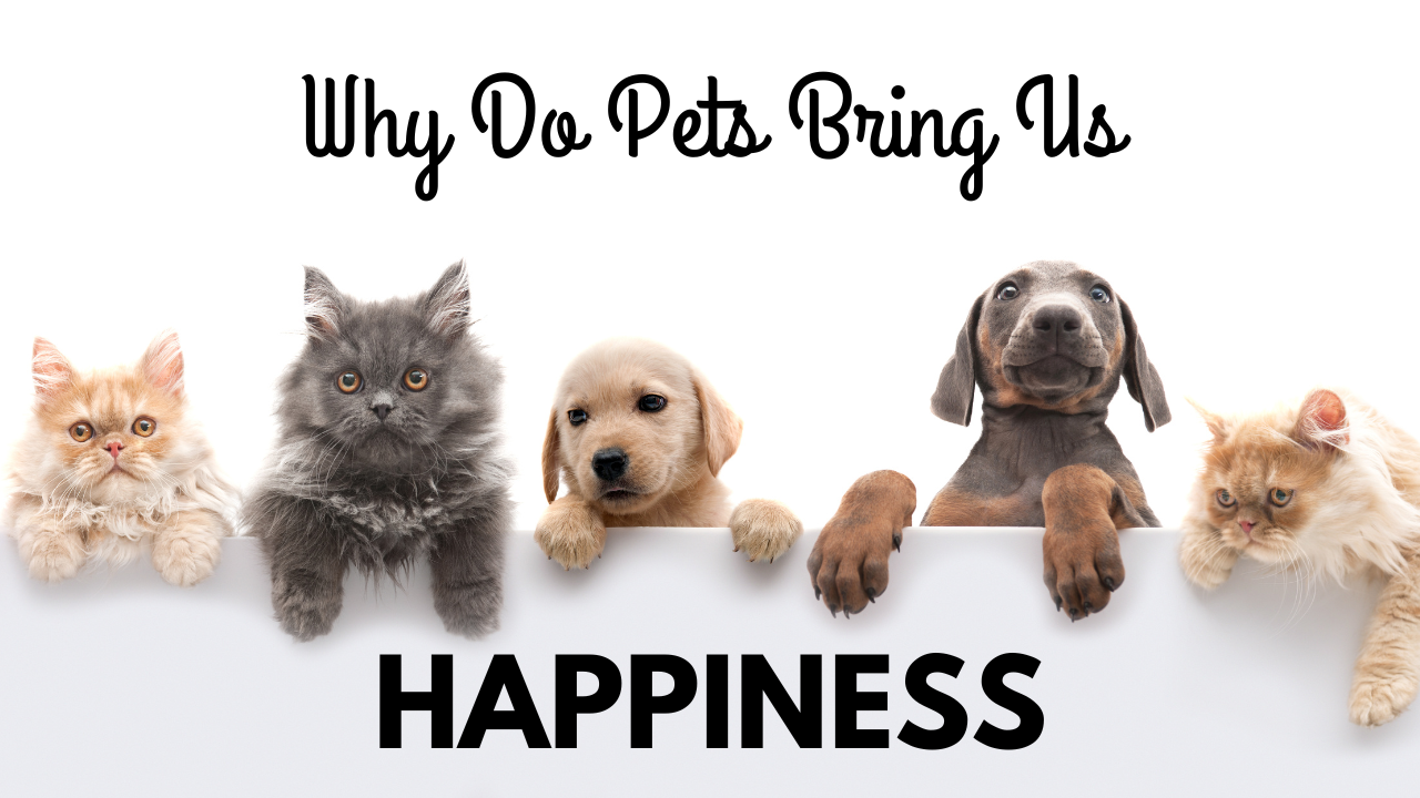 What Are The Benefits Of Pets? - Small Bits of Happiness